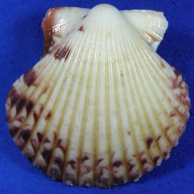shellauction.net :: Argopecten ventricosus f. circularis - 3268652