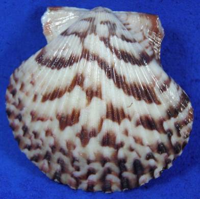 shellauction.net :: Argopecten ventricosus f. circularis - 3268652
