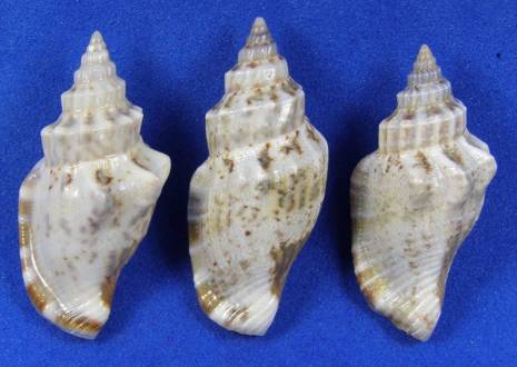 shellauction.net :: Strombus labiatus - 3272067