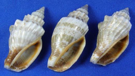 shellauction.net :: Strombus labiatus - 3272067