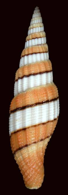 shellauction.net :: Vexillum coloscopulus - 3272441