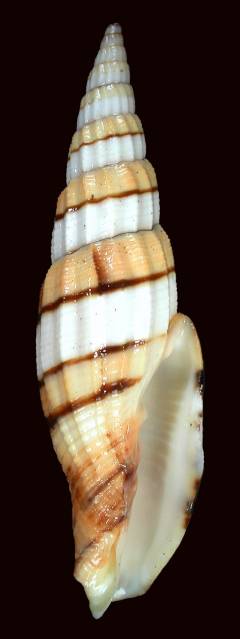 shellauction.net :: Vexillum coloscopulus - 3272450