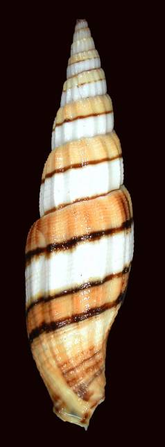 shellauction.net :: Vexillum coloscopulus - 3272450