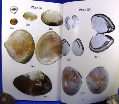 shellauction.net :: Tom Rice Marine shells of the pacific northwest ...