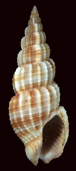 shellauction.net :: Phos roseatus - 3276578