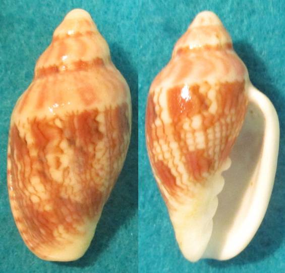shellauction.net :: Marginella species - 3281670