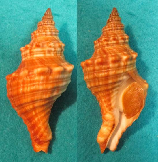 shellauction.net :: Africofusus robustior - 3284476