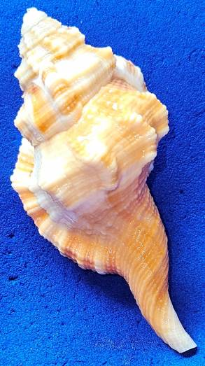 shellauction.net :: Ranularia testudinaria - 3288273