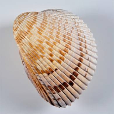 shellauction.net :: Dinocardium robustum vanhyningi - 3291923