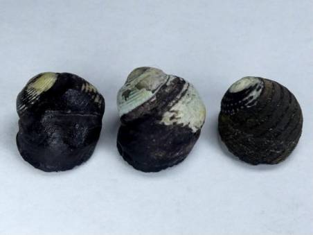 shellauction.net :: Diloma zealandica - 3292182