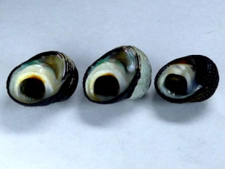 shellauction.net :: Diloma zealandica - 3292182