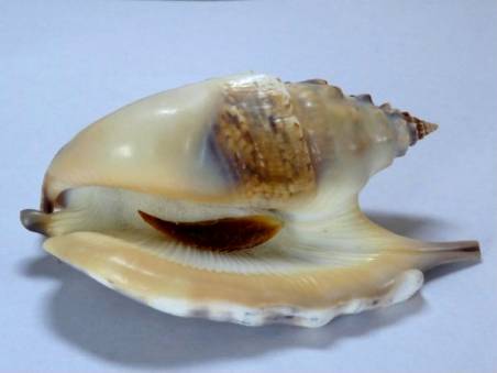 shellauction.net :: Strombus vomer iredalei - 3292421