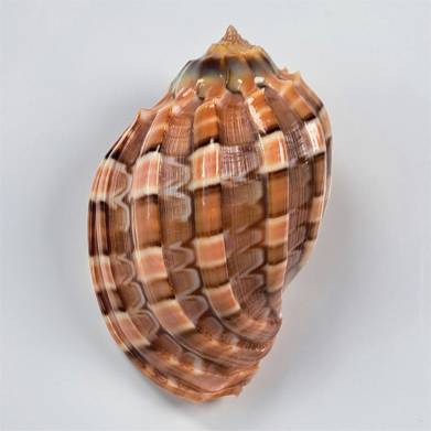 shellauction.net :: Harpa davidis - 3292666