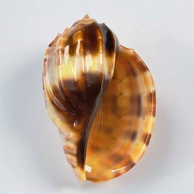 shellauction.net :: Harpa davidis - 3292666