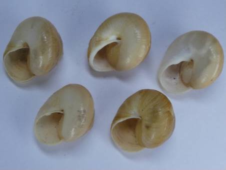 shellauction.net :: Papuina species - 3293135