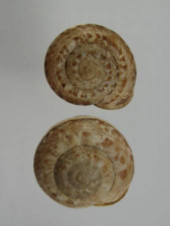 shellauction.net :: Iberus marmoratus - 3293243