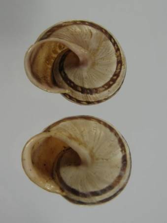 shellauction.net :: Iberus marmoratus - 3293243