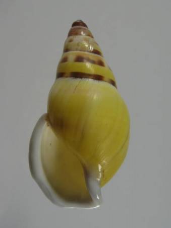 shellauction.net :: Amphidromus pamabbasae - 3293982