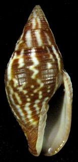 shellauction.net :: Strigatella scutulata - 3295259