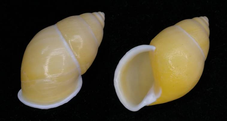 shellauction.net :: Amphidromus atricallosus temasek - 3295305