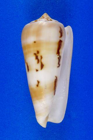 shellauction.net :: Conus gubernator cfr. mascarenensis - 3296077