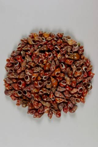 shellauction.net :: Microshells tricolia - 3296433