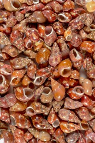 shellauction.net :: Microshells tricolia - 3296433