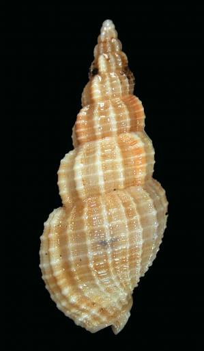 shellauction.net :: Phos roseatus - 3297875