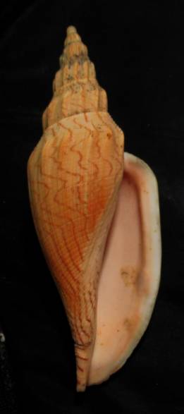 shellauction.net :: Fulgoraria humerosa - 3298338