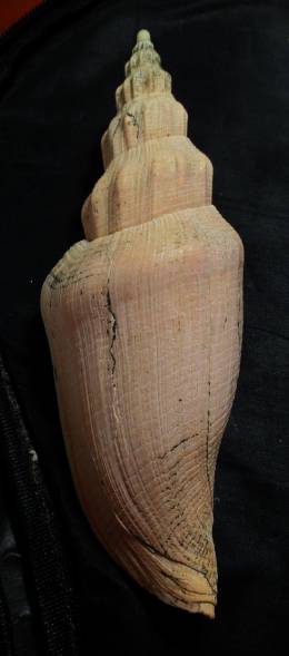 shellauction.net :: Fulgoraria rupestris aurantia var - 3298352