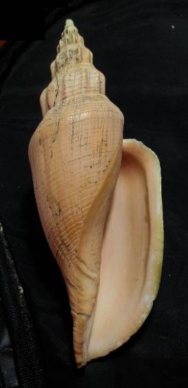 shellauction.net :: Fulgoraria rupestris aurantia var - 3298352