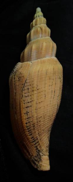 shellauction.net :: Fulgoraria rupestris aurantia var - 3298353