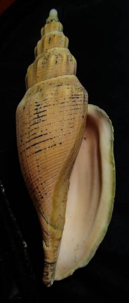 shellauction.net :: Fulgoraria rupestris aurantia var - 3298353