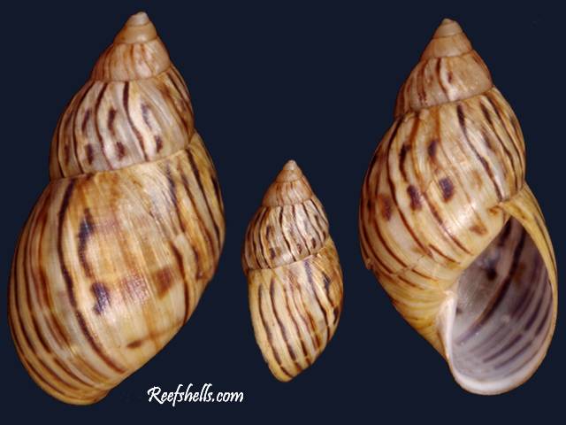 shellauction.net :: Plectostylus reflexus - 3305178