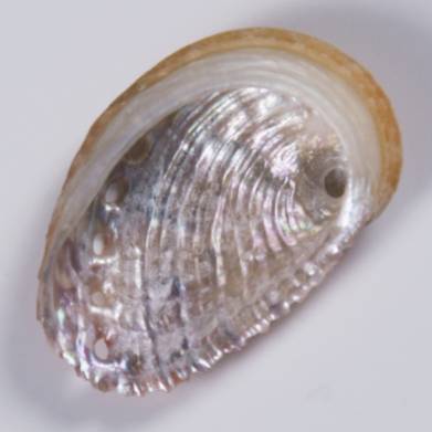 shellauction.net :: Haliotis pustulata - 3308370