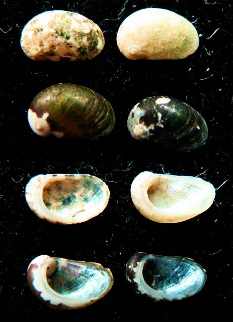 shellauction.net :: Stomatella callosa - 3309500