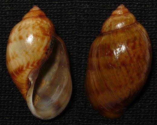 shellauction.net :: Chilina sp. - 3310408