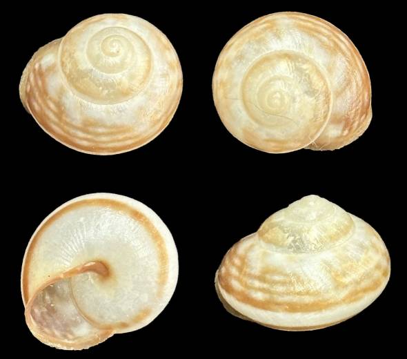 shellauction.net :: Papuina woodlarkiana - 3312662