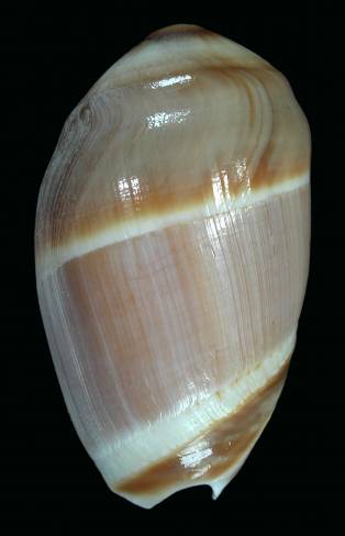 shellauction.net :: Amalda obtusa - 3315967