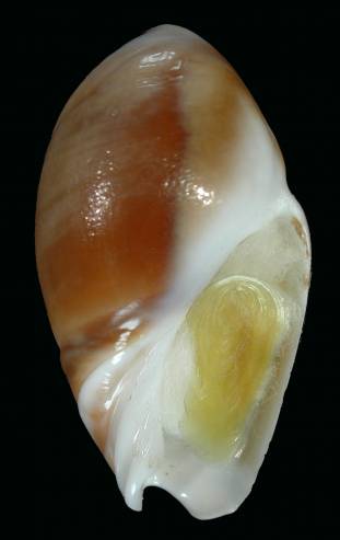 shellauction.net :: Amalda obtusa - 3316004