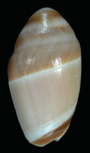 shellauction.net :: Amalda obtusa - 3316004