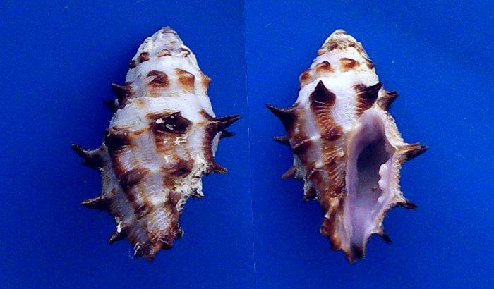 shellauction.net :: Morula spinosa - 3318015