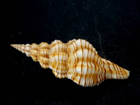 shellauction.net :: Latirus filosus - 3318523