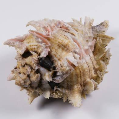 shellauction.net :: Hexaplex regius - 3318779