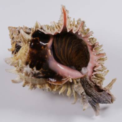 shellauction.net :: Hexaplex regius - 3318779