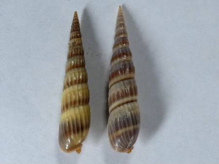 shellauction.net :: Terebra spectabilis - 3318997