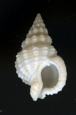 shellauction.net :: Nassaria recurva - 3319648