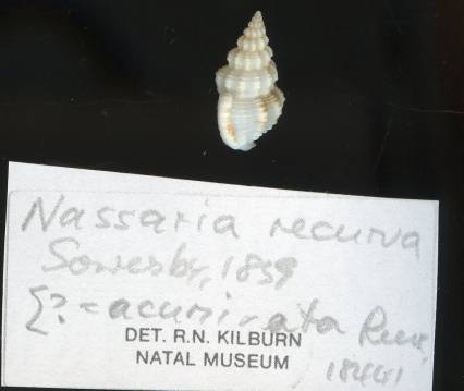 shellauction.net :: Nassaria recurva - 3319648