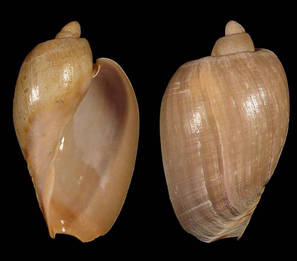 shellauction.net :: Cymbium olla - 3319869