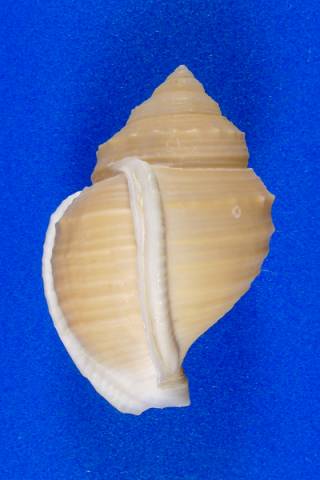 shellauction.net :: Oocorys ferrarioi - 3320513